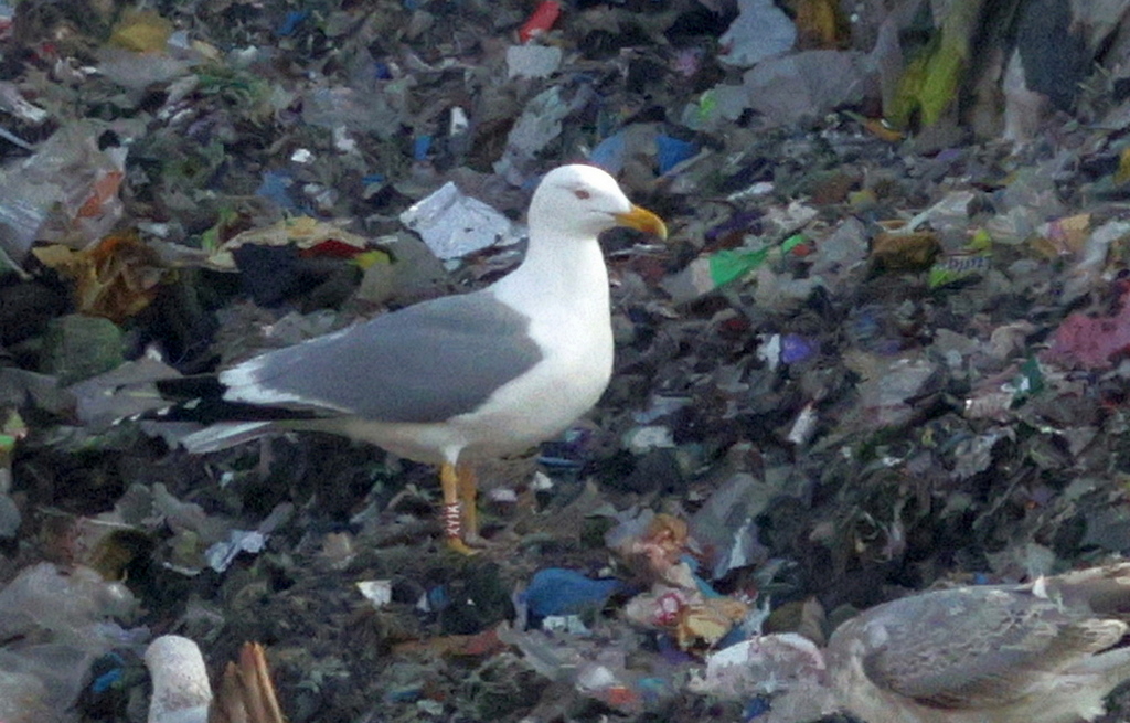 Mewa romańska w obiektywie dr Michała Polakowskiego - Eko-MAZURY
